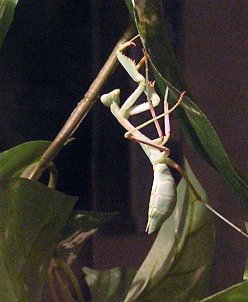 Running Wolf Productions - Picture of the Week 2014